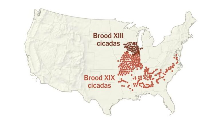 Cicada Map 2024: Where to Find Cicada Broods XIII and XIX in 2024 and ...